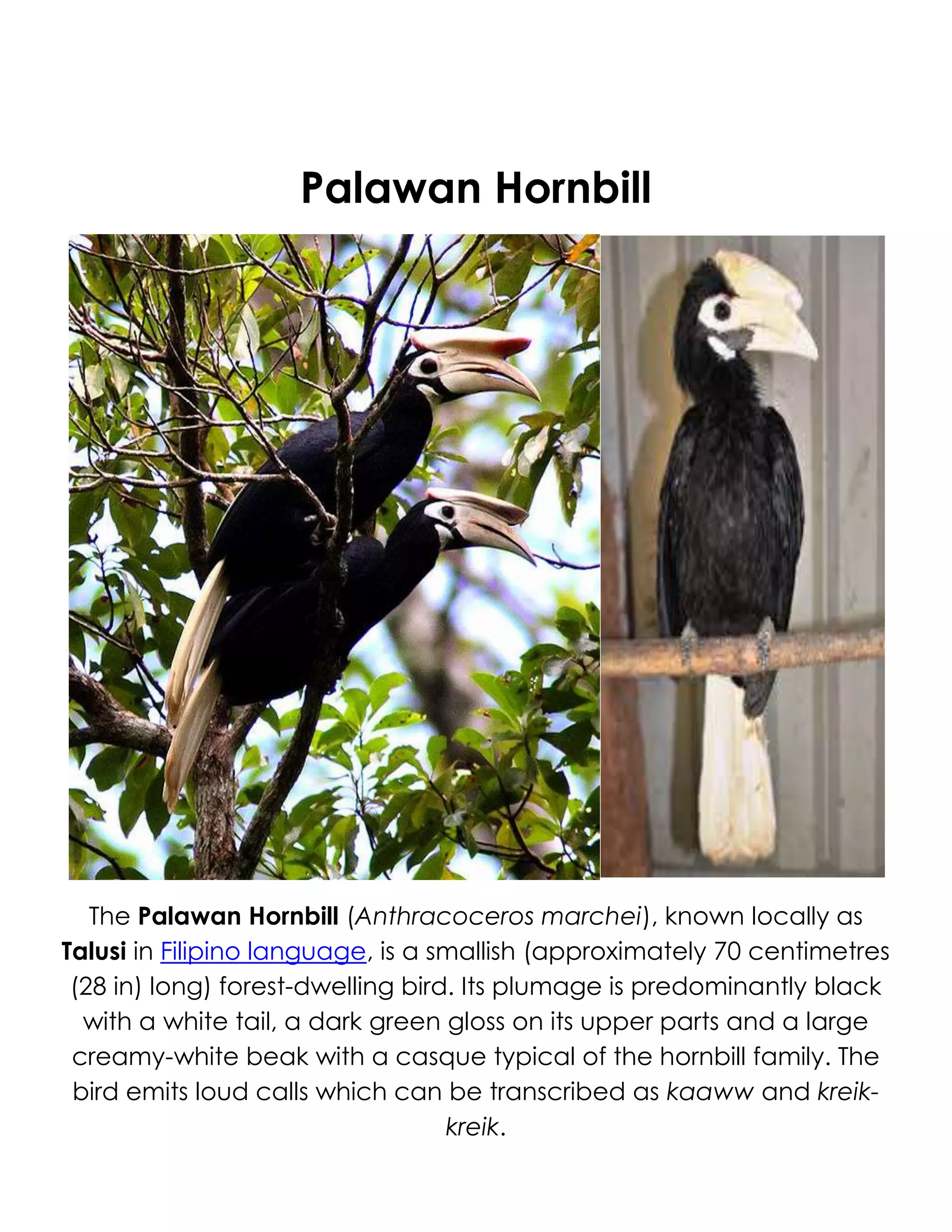 Endemic animals in the philippines | DOCX