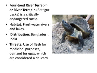 Endemic animals of india2 | PPTX