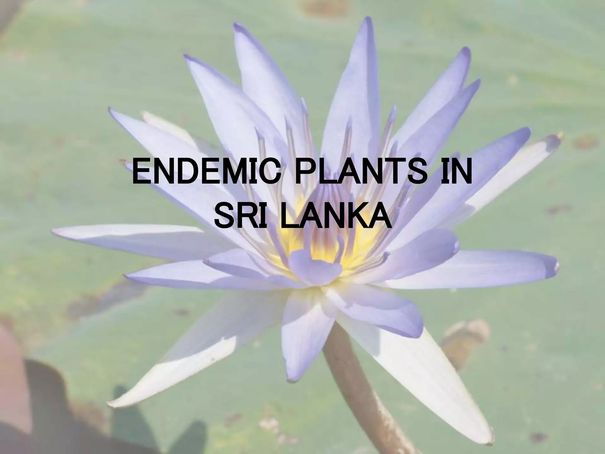 Endemic plants in sri lanka | PPTX