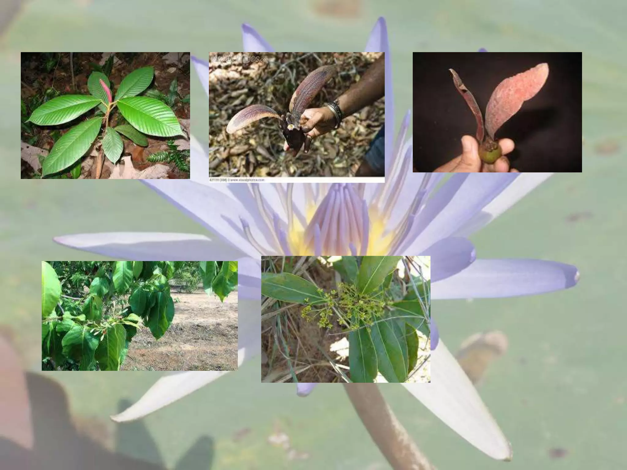 Endemic plants in sri lanka | PPTX