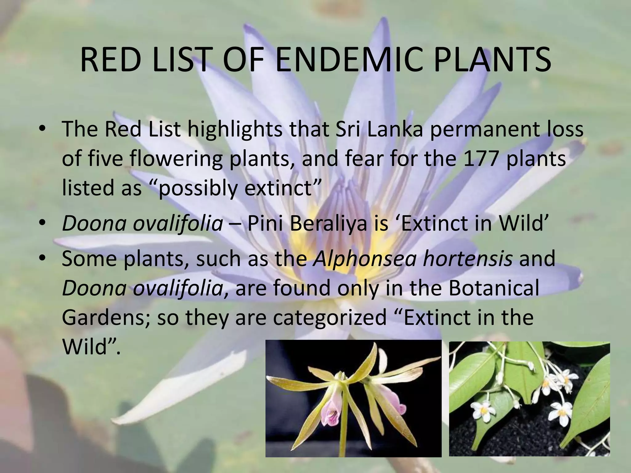 Endemic plants in sri lanka | PPTX
