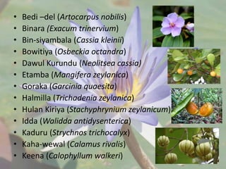 Endemic plants in sri lanka | PPTX