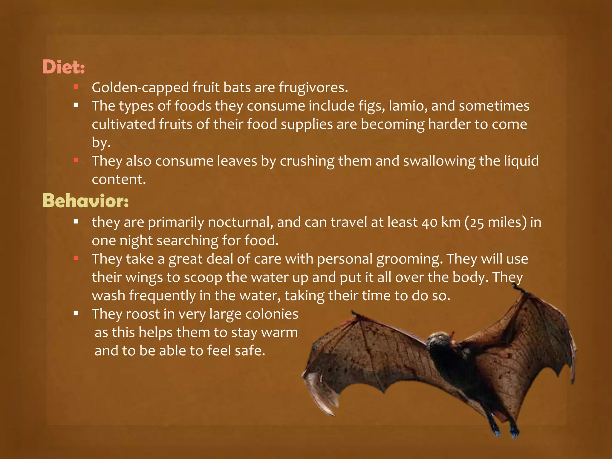 Golden-capped Fruit Bat | PPTX