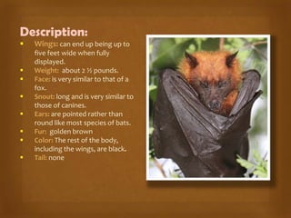 Golden-capped Fruit Bat | PPTX