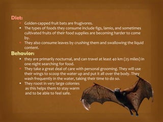 Golden-capped Fruit Bat | PPTX