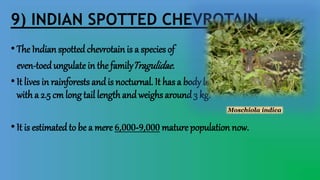 Endemic species.pptx