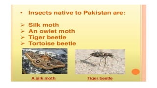 Endemic species of pakistan A Presentation By Mr Allah Dad khan Former ...