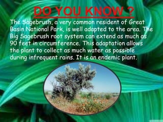 Endemic species of plants | PPTX | Gardening | Home & Garden