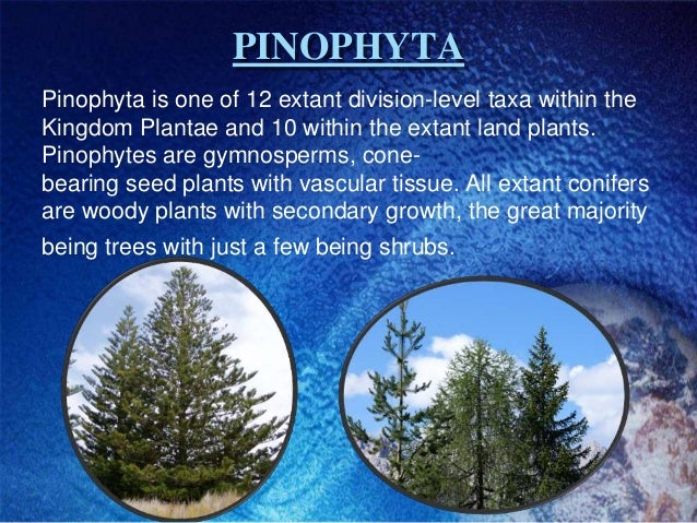 Pinophyta Examples