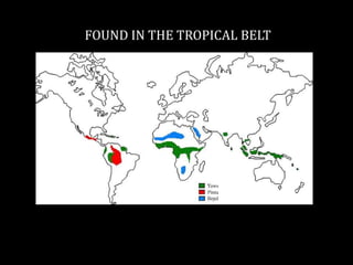 Endemic treponematoses | PPTX