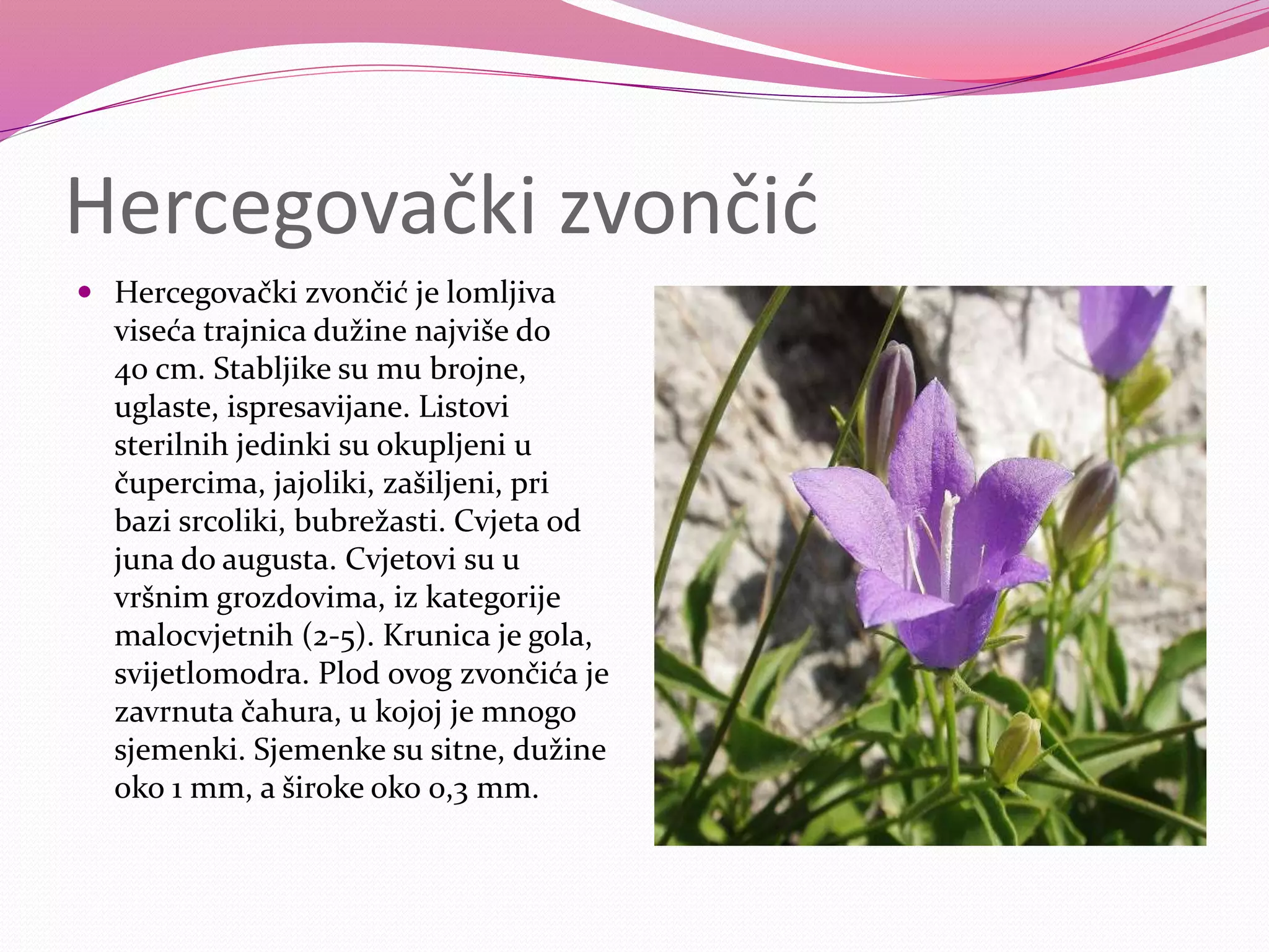 Endemične vrste biljaka i životinja u BiH | PPTX