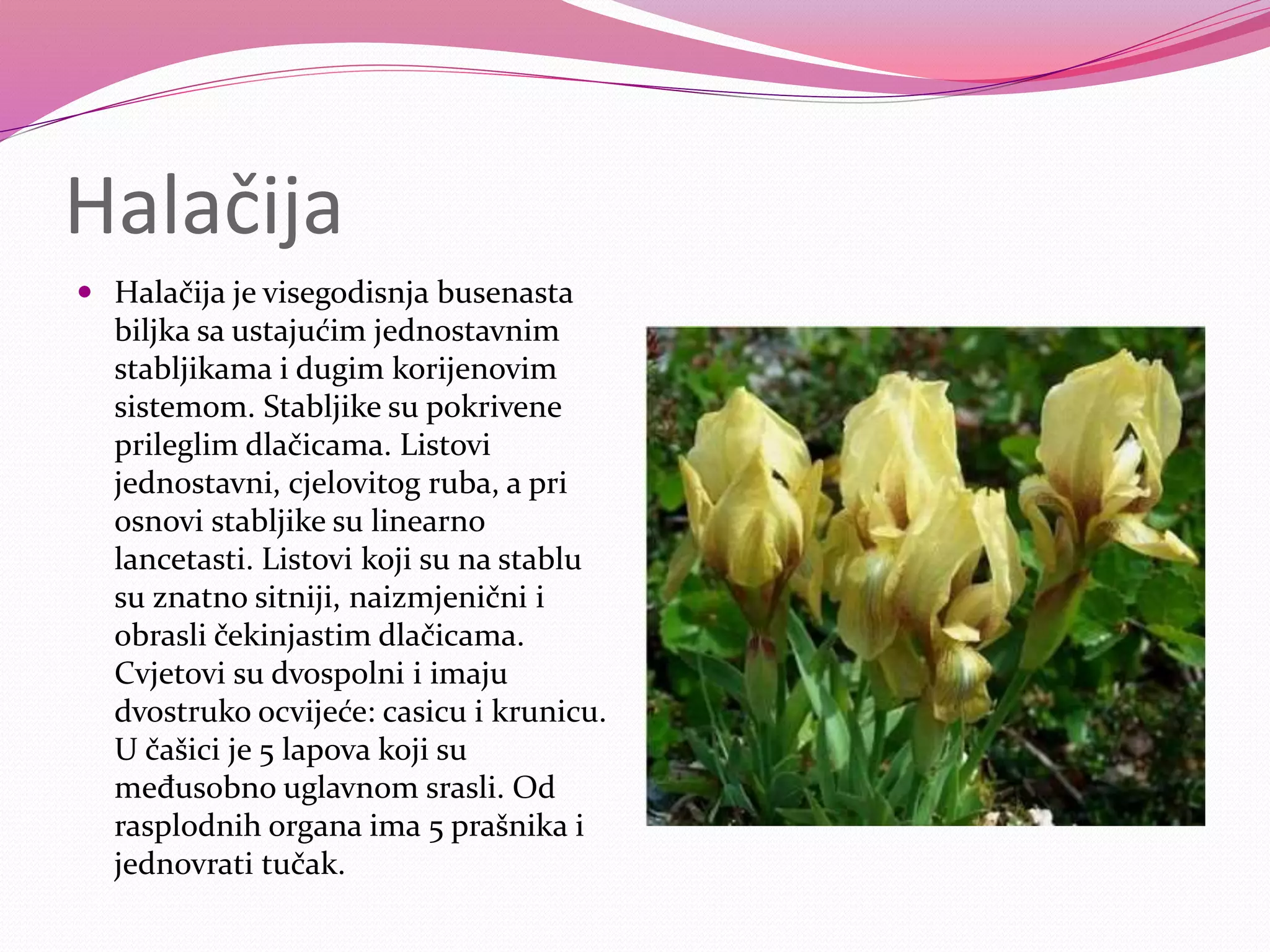 Endemične vrste biljaka i životinja u BiH | PPTX