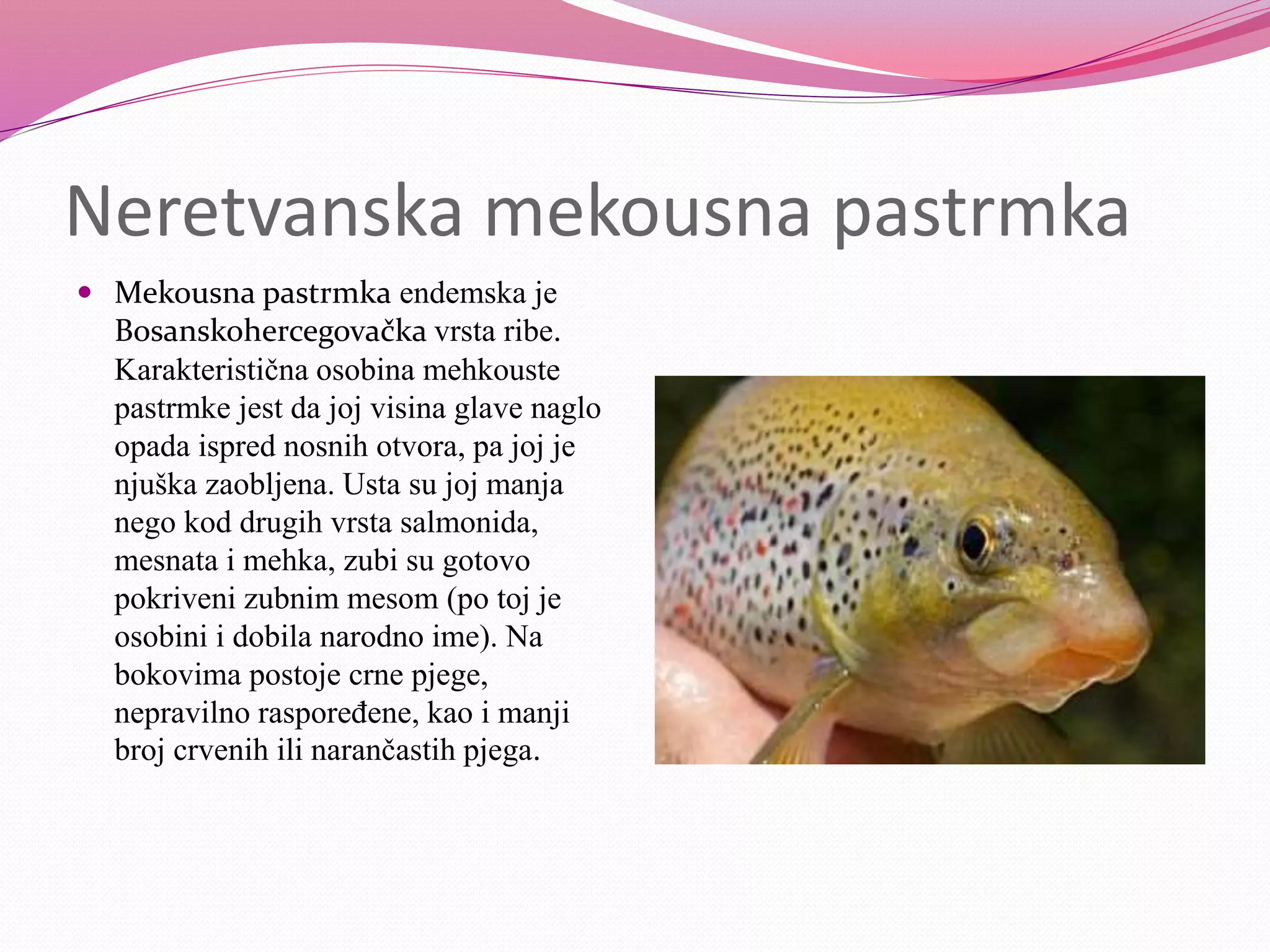 Endemične vrste biljaka i životinja u BiH | PPTX