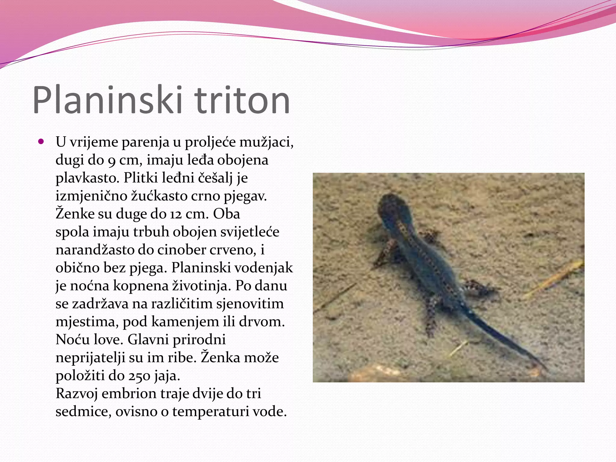 Endemične vrste biljaka i životinja u BiH | PPTX