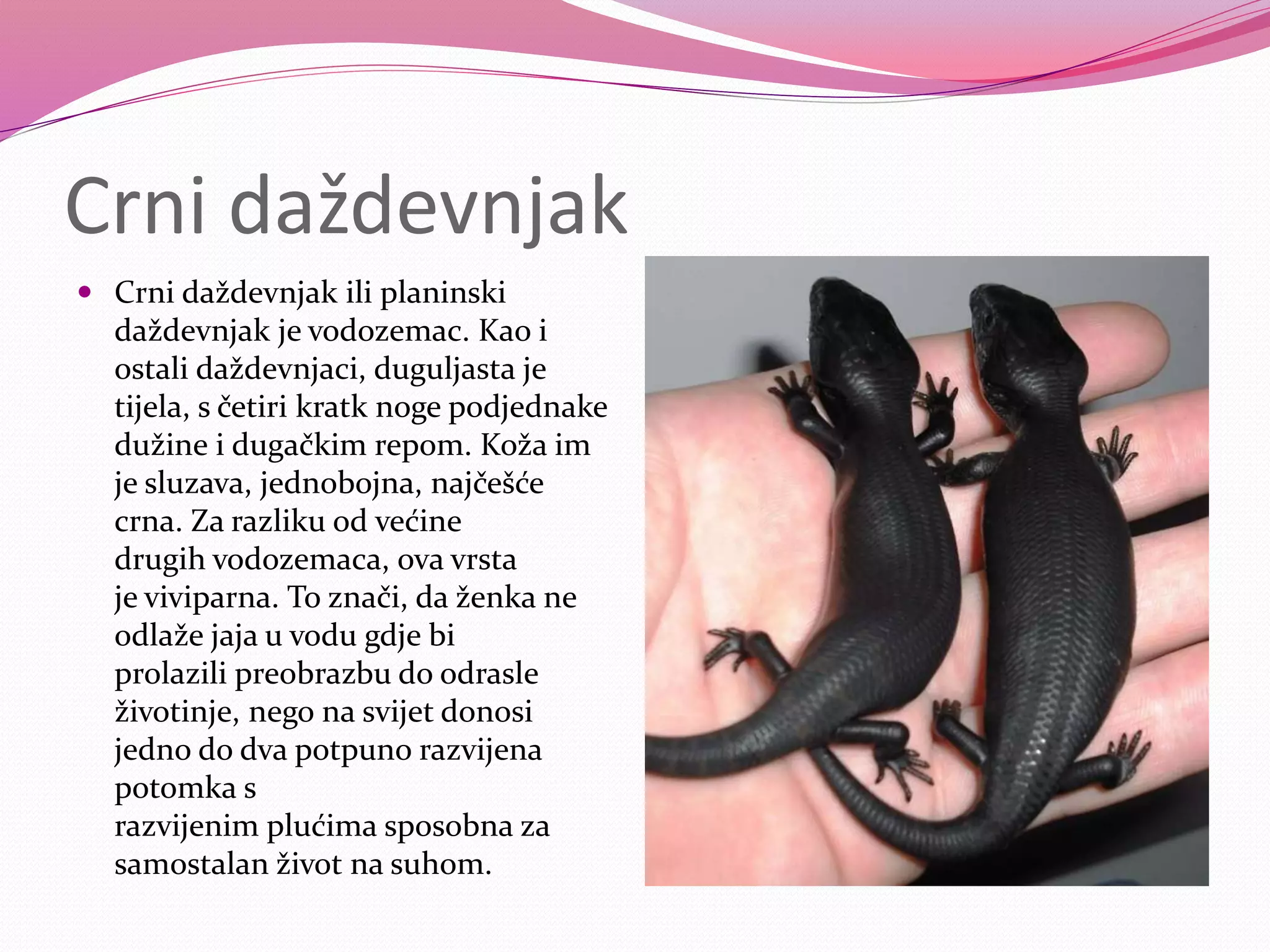 Endemične vrste biljaka i životinja u BiH | PPTX
