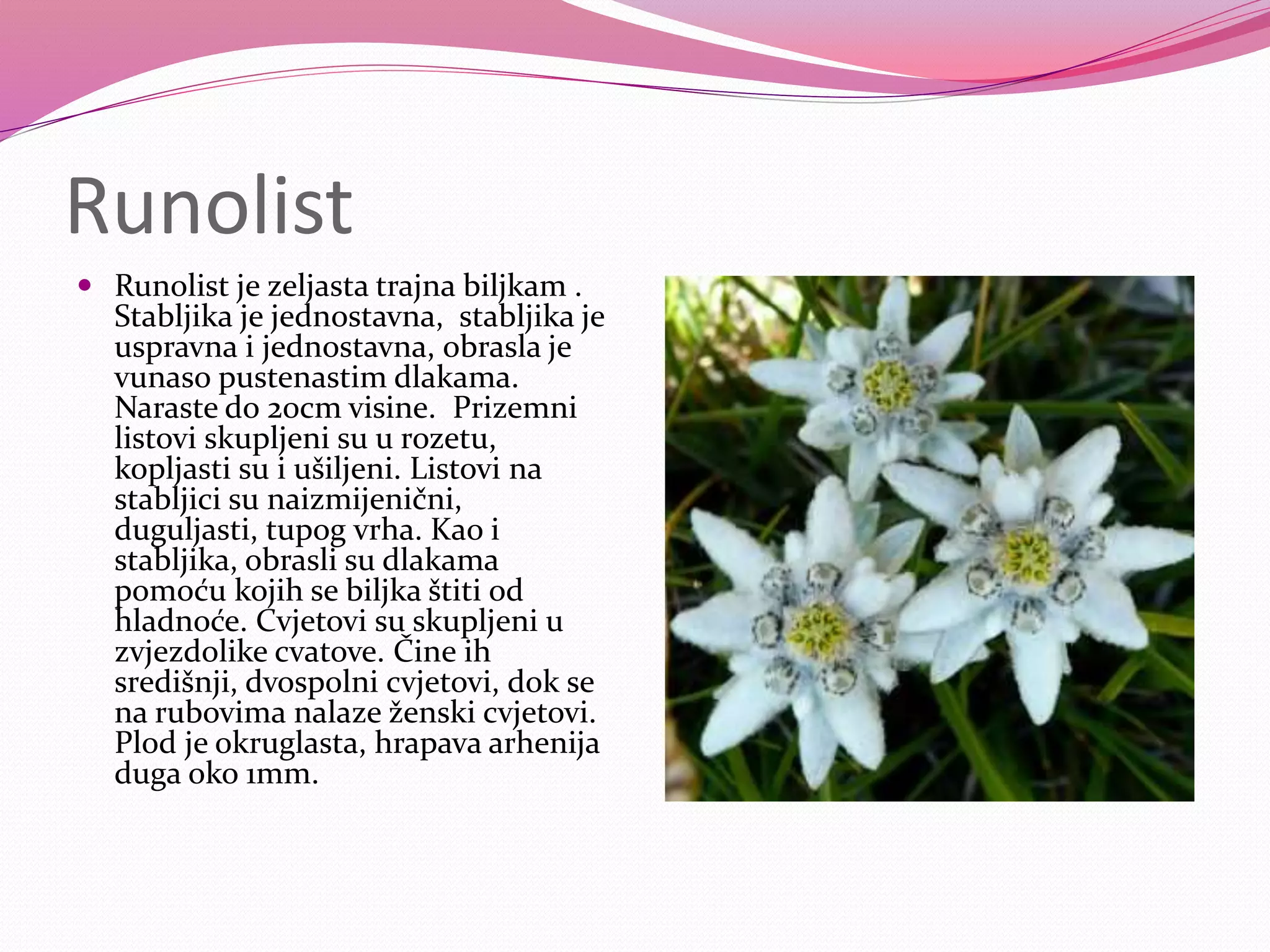 Endemične vrste biljaka i životinja u BiH | PPTX