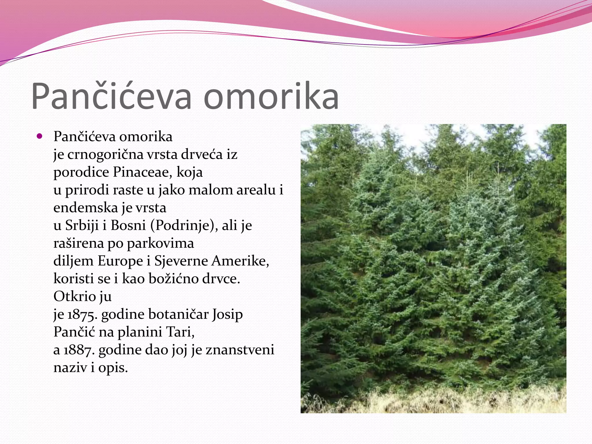 Endemične vrste biljaka i životinja u BiH | PPTX