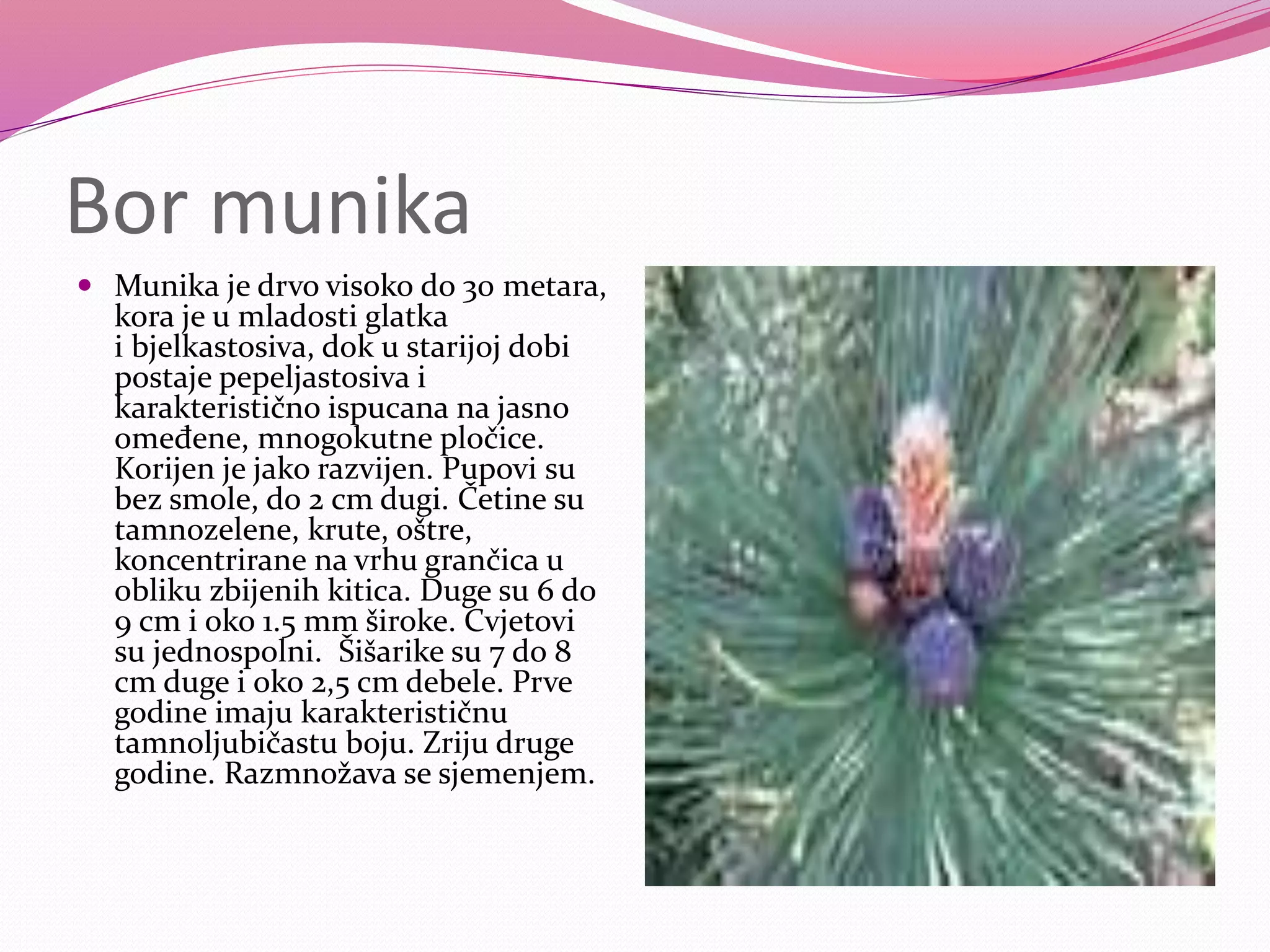 Endemične vrste biljaka i životinja u BiH | PPTX