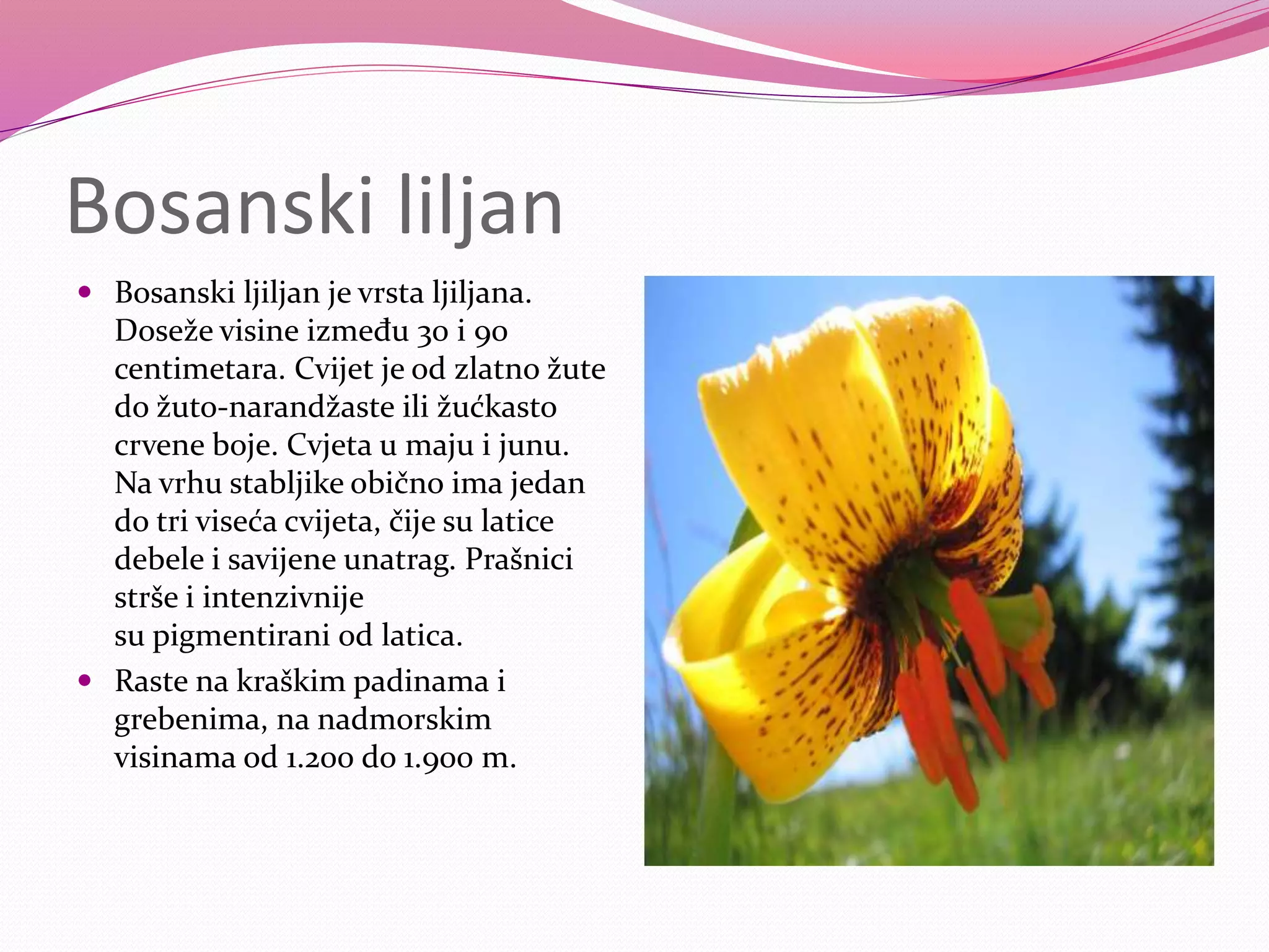 Endemične vrste biljaka i životinja u BiH | PPTX