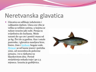 Endemične vrste biljaka i životinja u BiH | PPTX