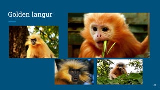 ENDEMISM and ENDEMIC SPECIES | PDF | Geography | Science