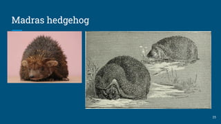 ENDEMISM and ENDEMIC SPECIES | PPT