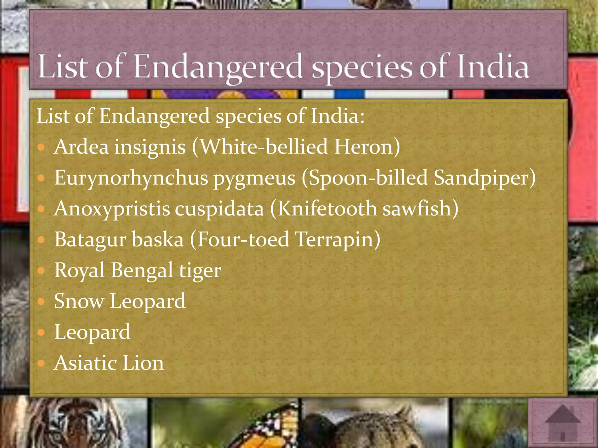 Endengered species of india | PPT