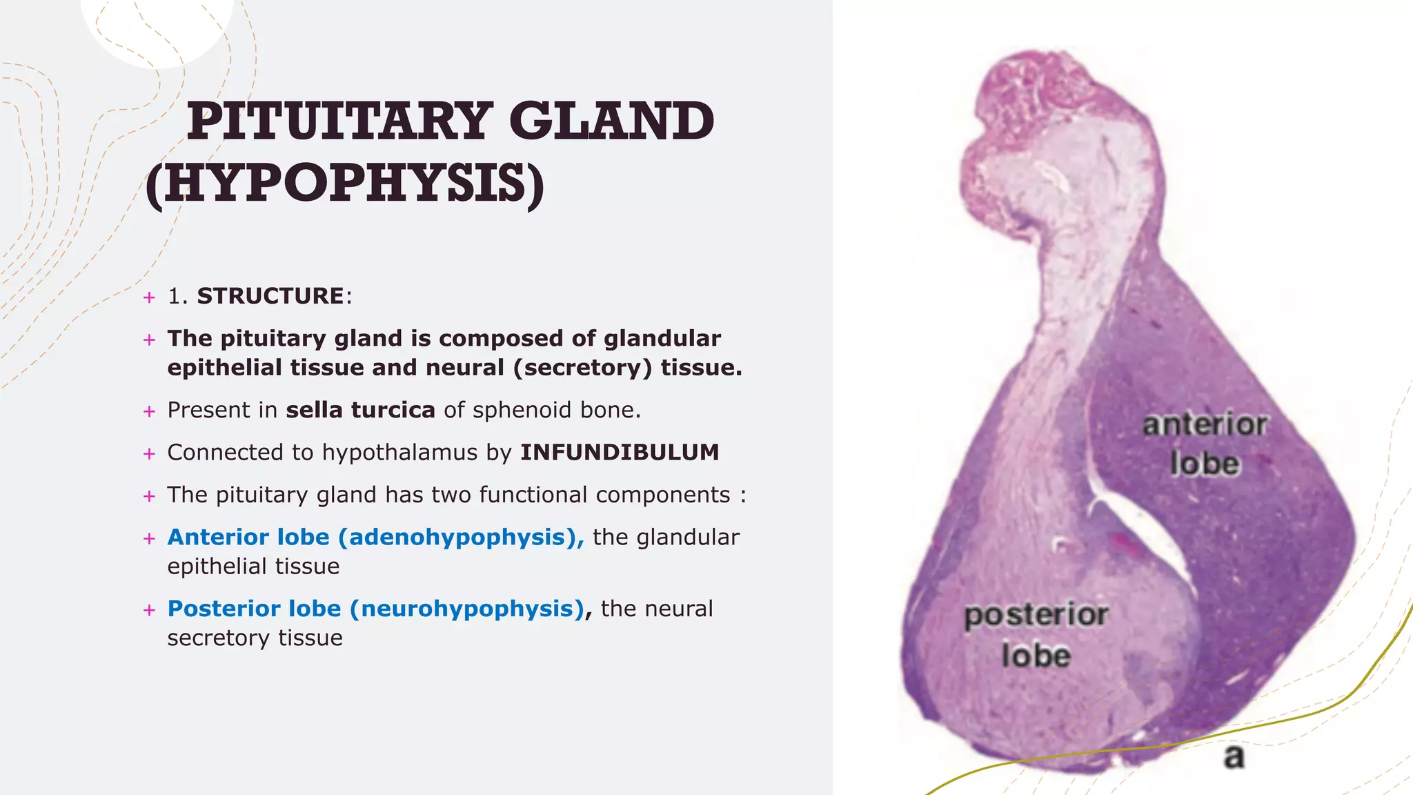 HISTOLOGY OF ENDOCRINE | PDF
