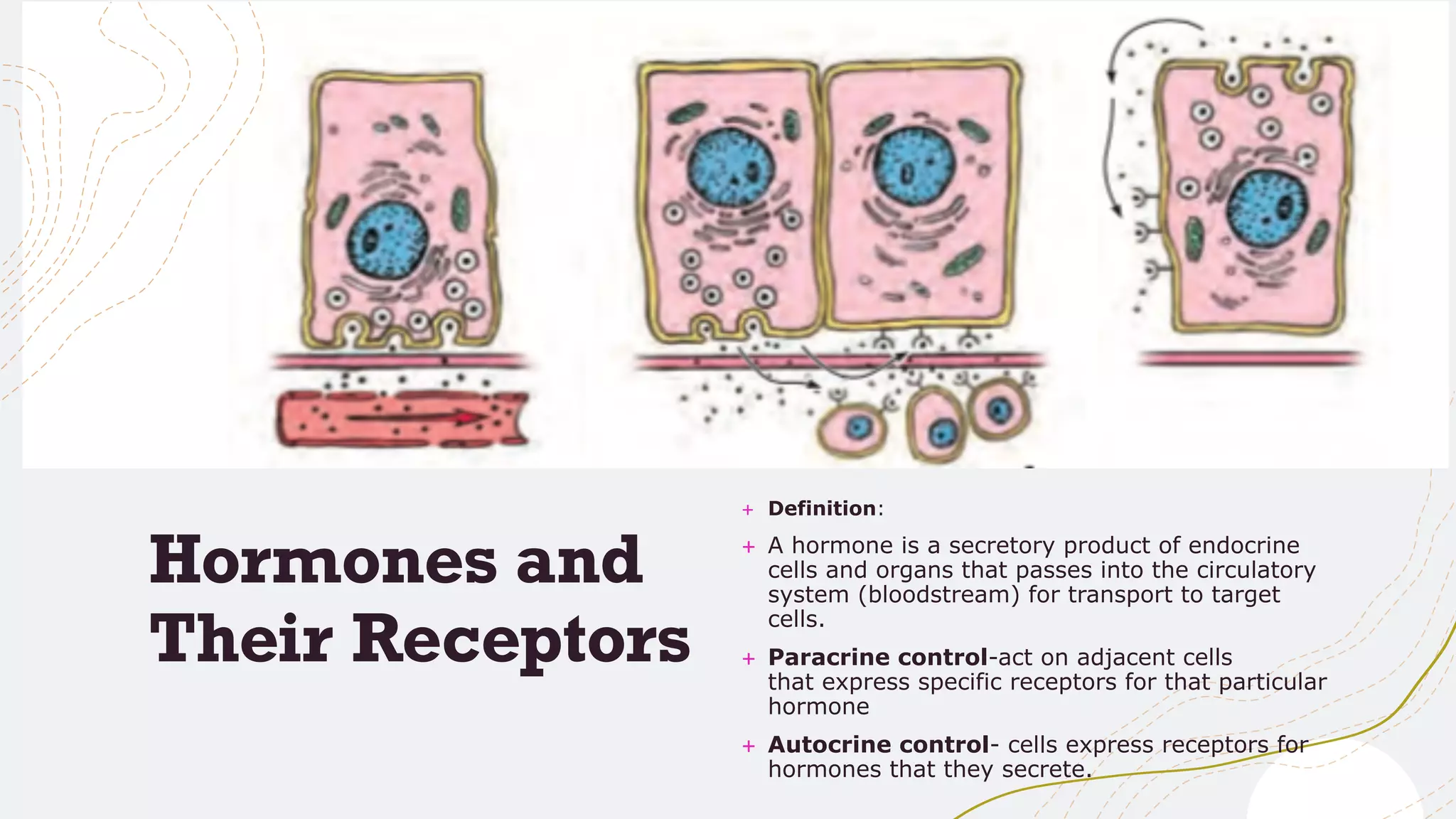 HISTOLOGY OF ENDOCRINE | PDF