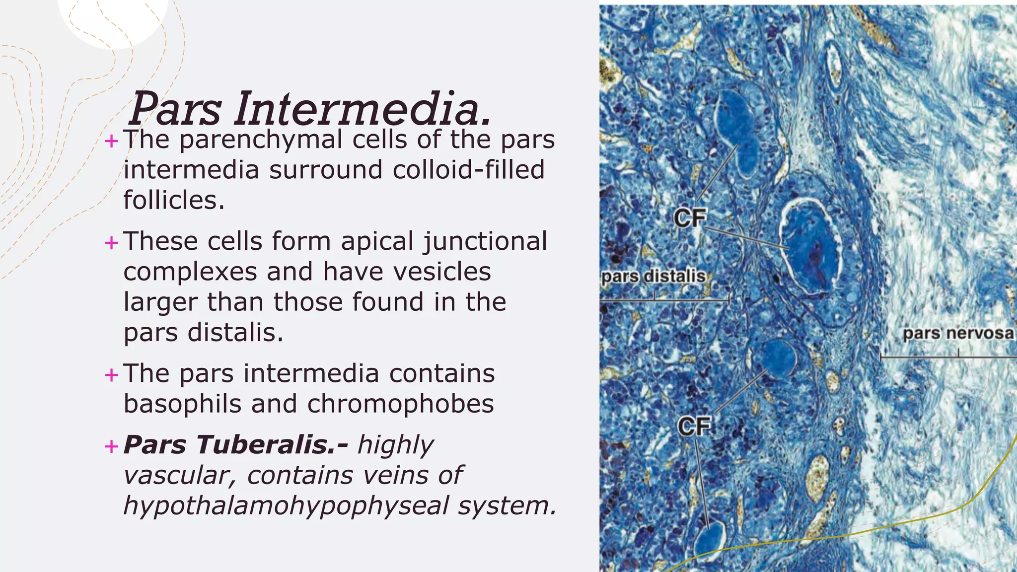 HISTOLOGY OF ENDOCRINE | PDF