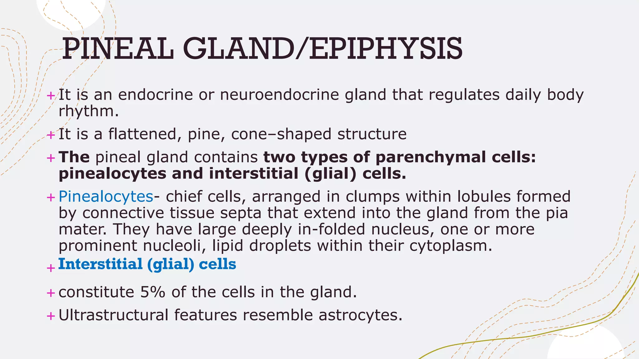 HISTOLOGY OF ENDOCRINE | PDF