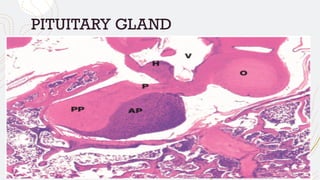HISTOLOGY OF ENDOCRINE | PDF