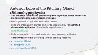 HISTOLOGY OF ENDOCRINE | PDF