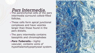 HISTOLOGY OF ENDOCRINE | PDF