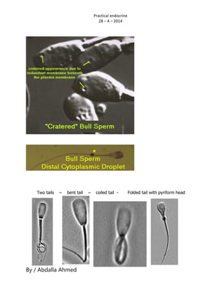 Endo.practical | PDF