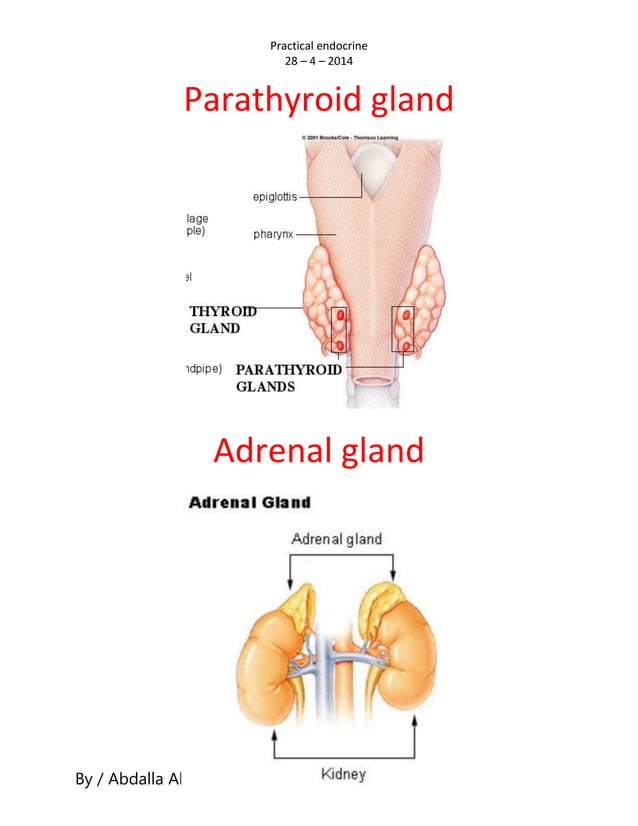 Endo.practical | PDF