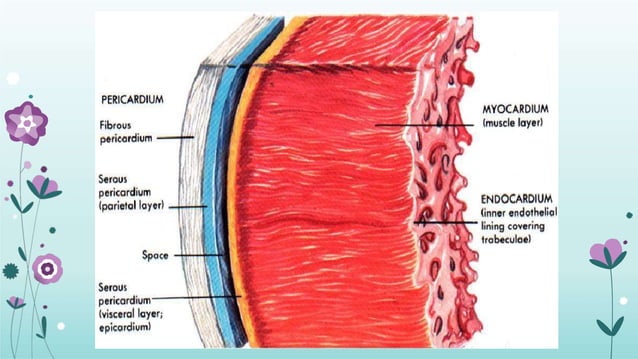 endocarditis pericarditis myocarditis | PDF | Heart and Cardiovascular ...