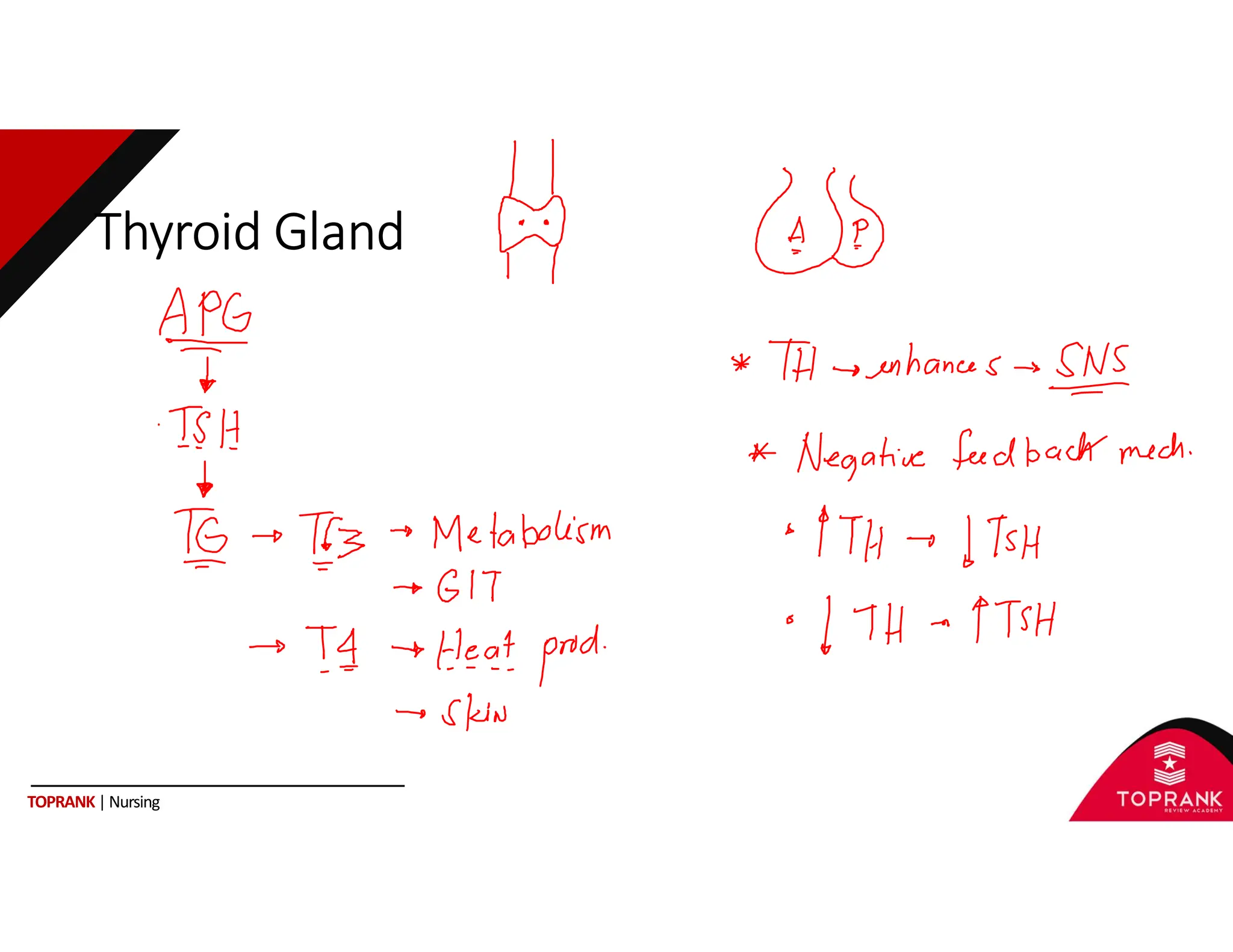 ENDOCRINE SYSTEM NOTES/REVIEWER FOR PNLE | PDF