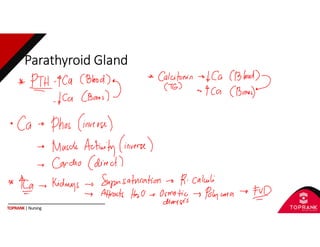 ENDOCRINE SYSTEM NOTES/REVIEWER FOR PNLE | PDF
