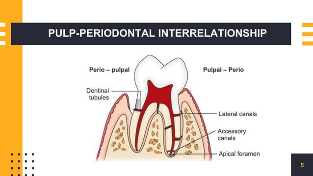 Endo Perio Lesions | PPTX