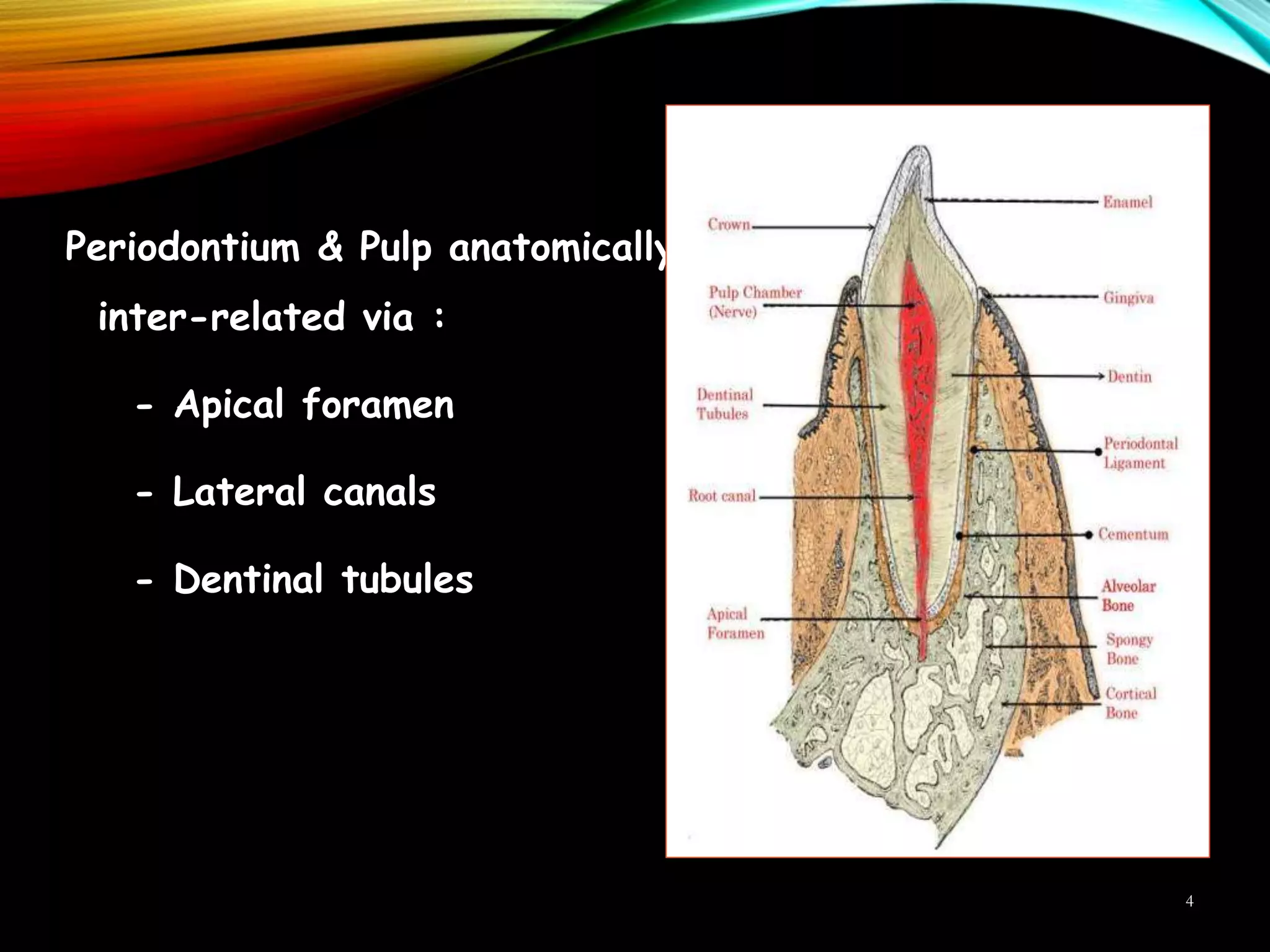 ENDO-PERIO LESIONS.ppt