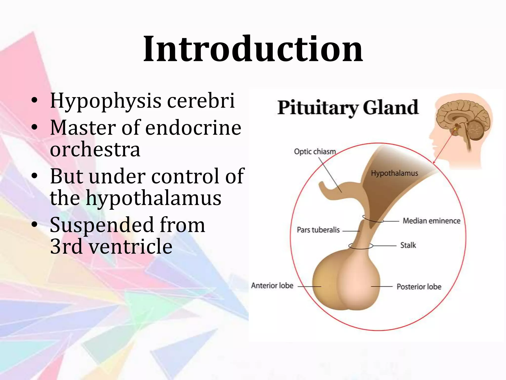 Endocrine Glands | PPT