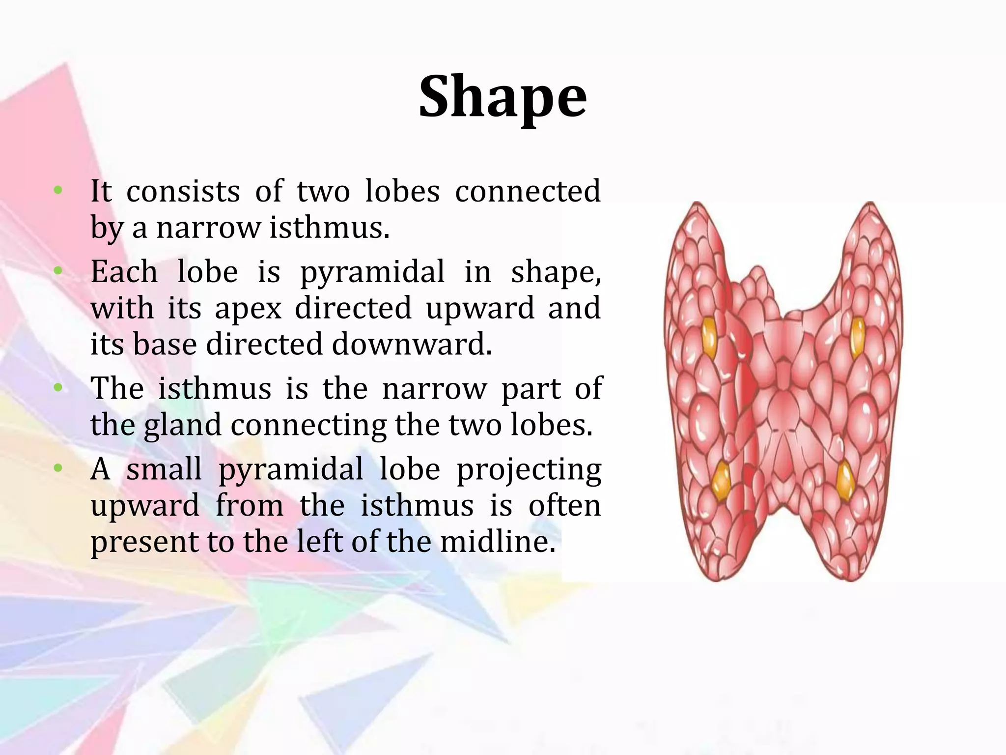 Endocrine Glands | PPT