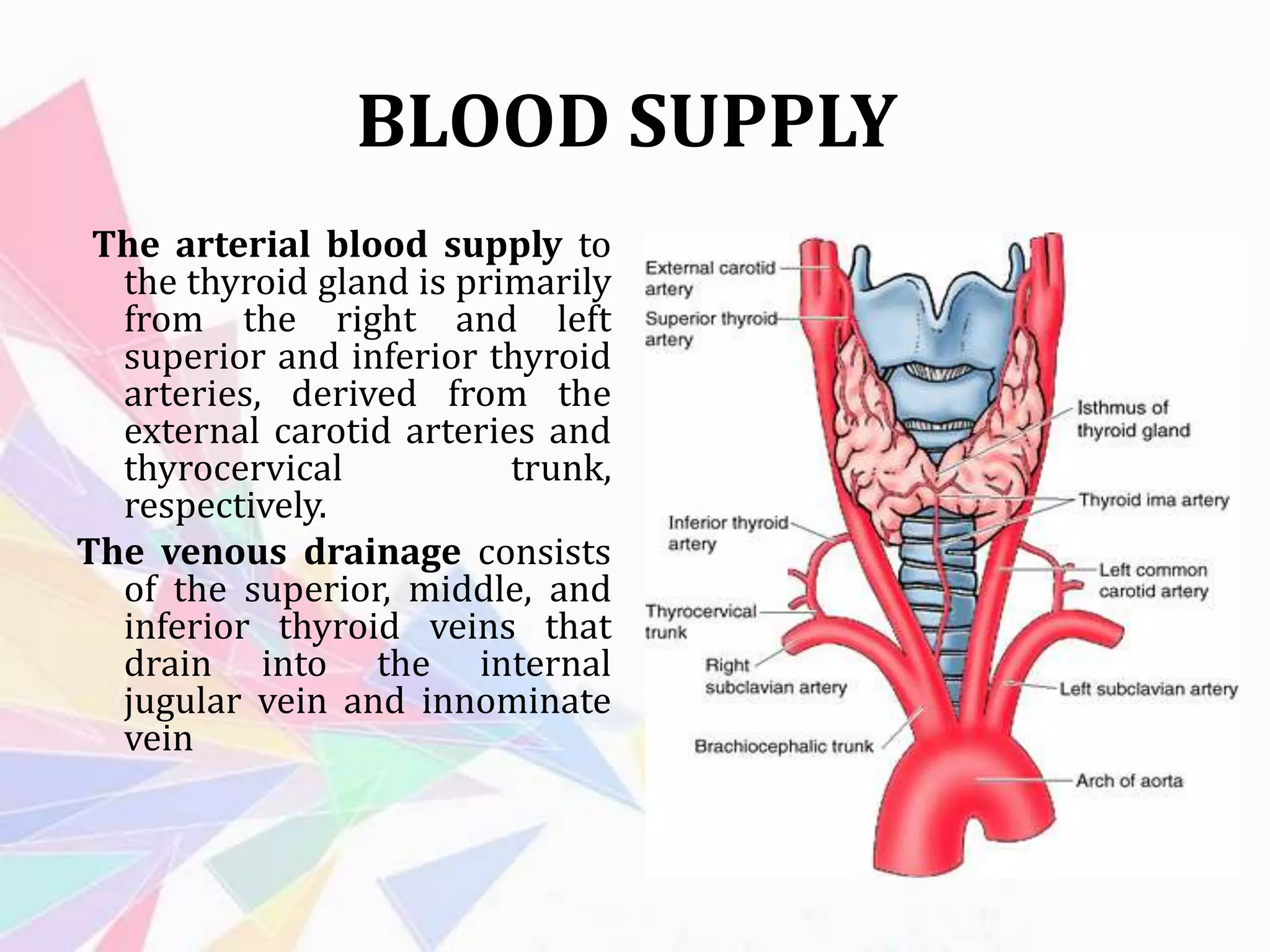 Endocrine Glands | PPT