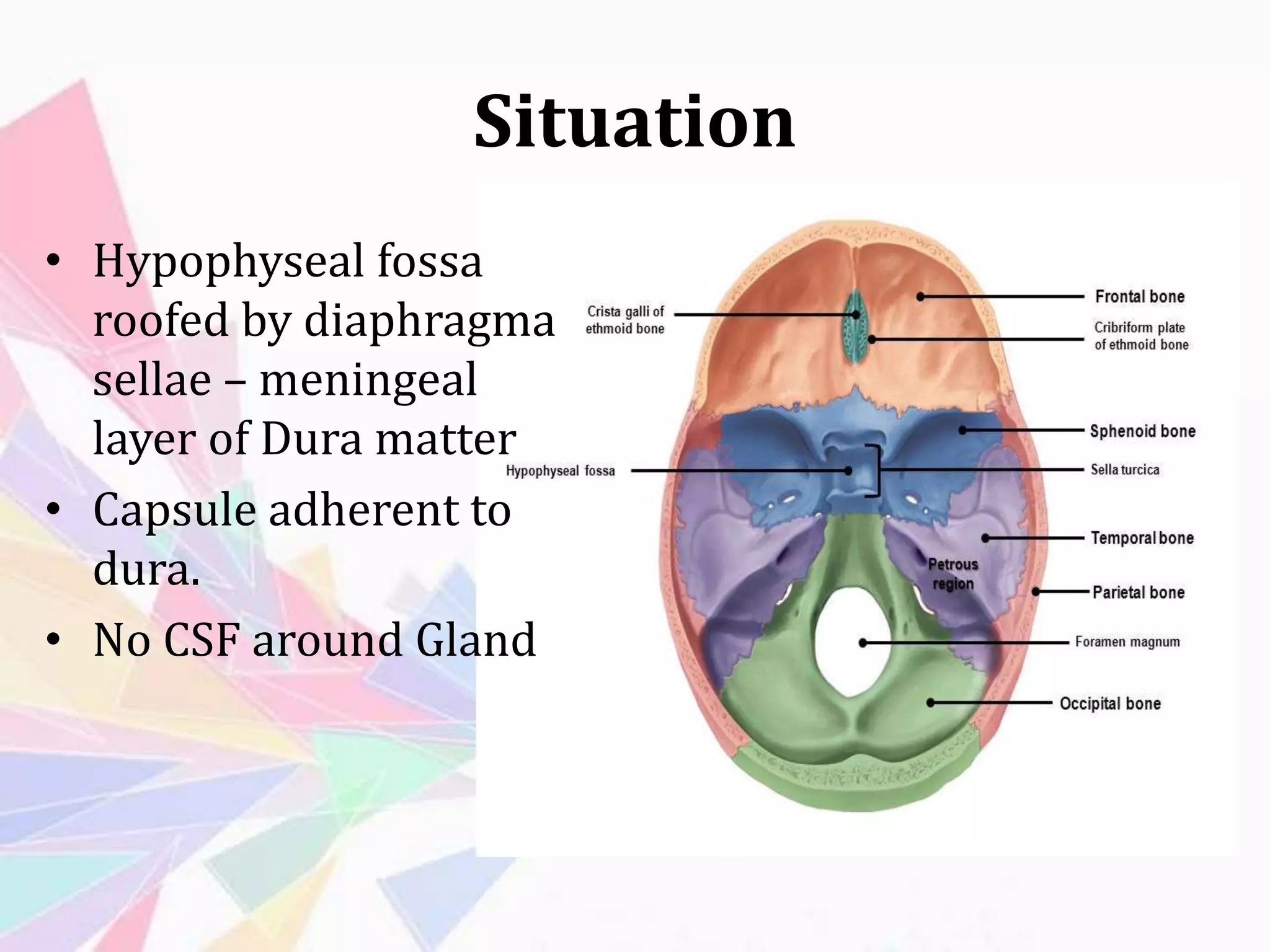 Endocrine Glands | PPT