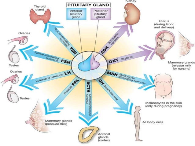 Endocrine Glands | PPT