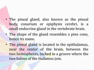 Endocrine Glands | PPSX