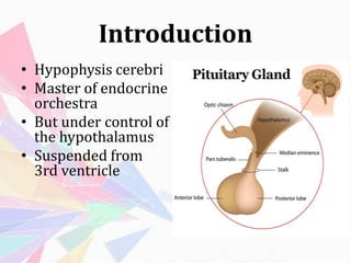 Endocrine Glands | PPSX