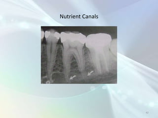 Nutrient Canal Radiograph