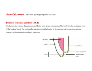 Endo 5 dina | PDF